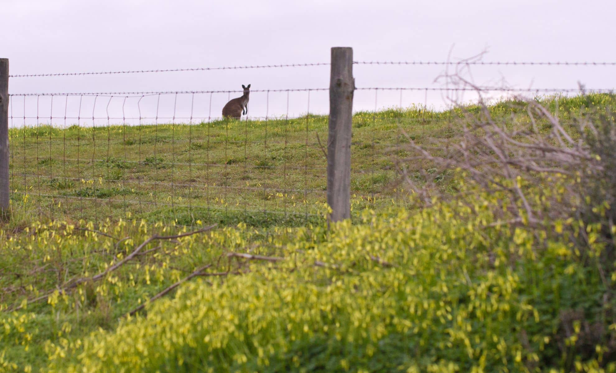 Fencing or death trap? How barbed wire is killing native species