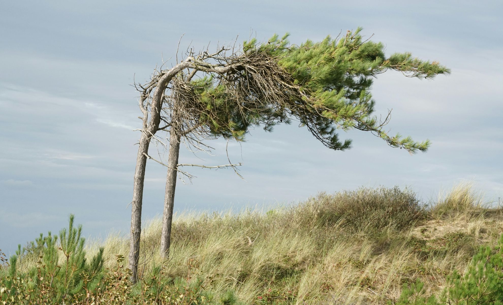 Met Office Warns of 70mph Winds in North East with 22-Hour Weather Alert