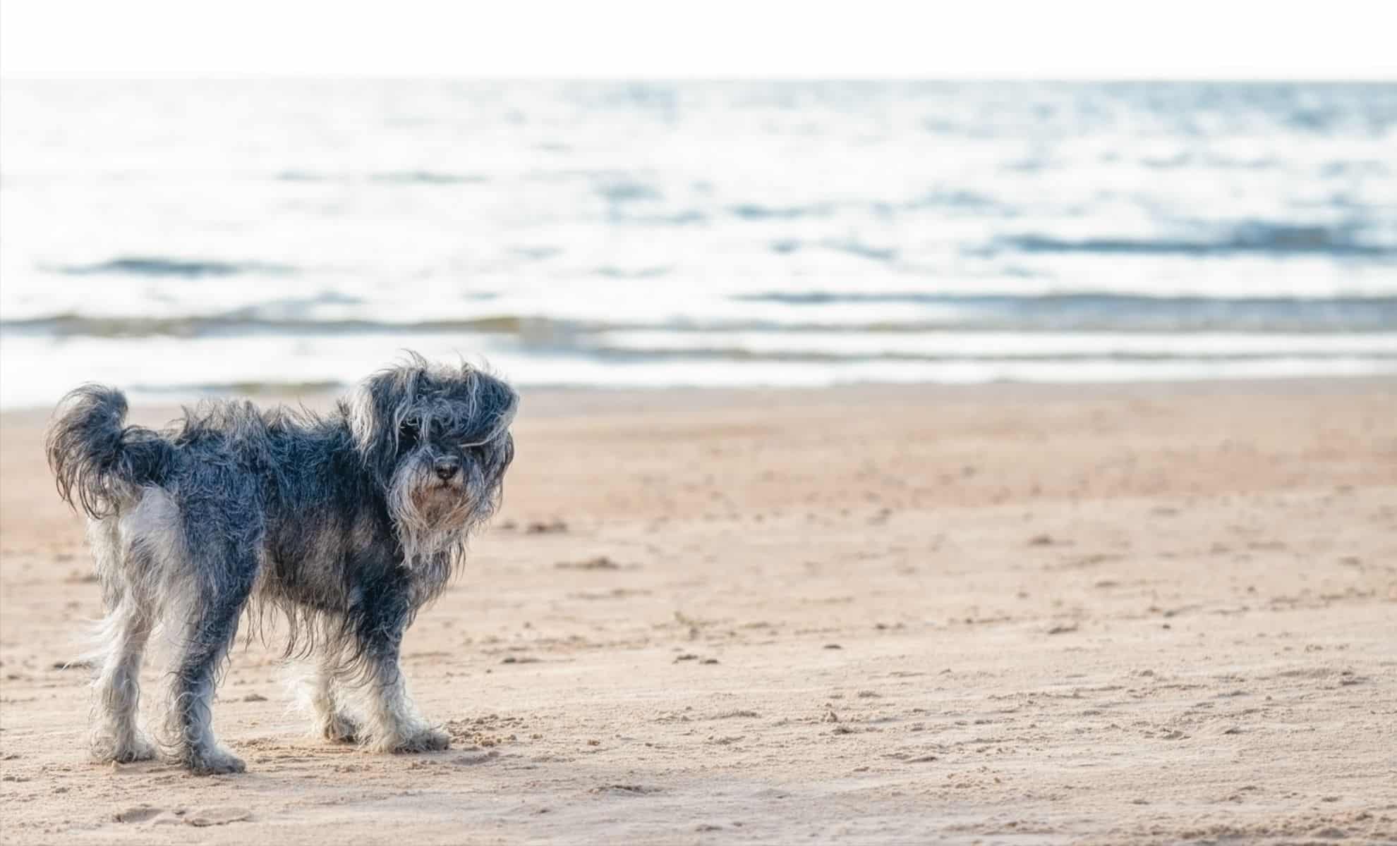New Dog Walking Rules Spark £1,000 Fine Warning across the UK