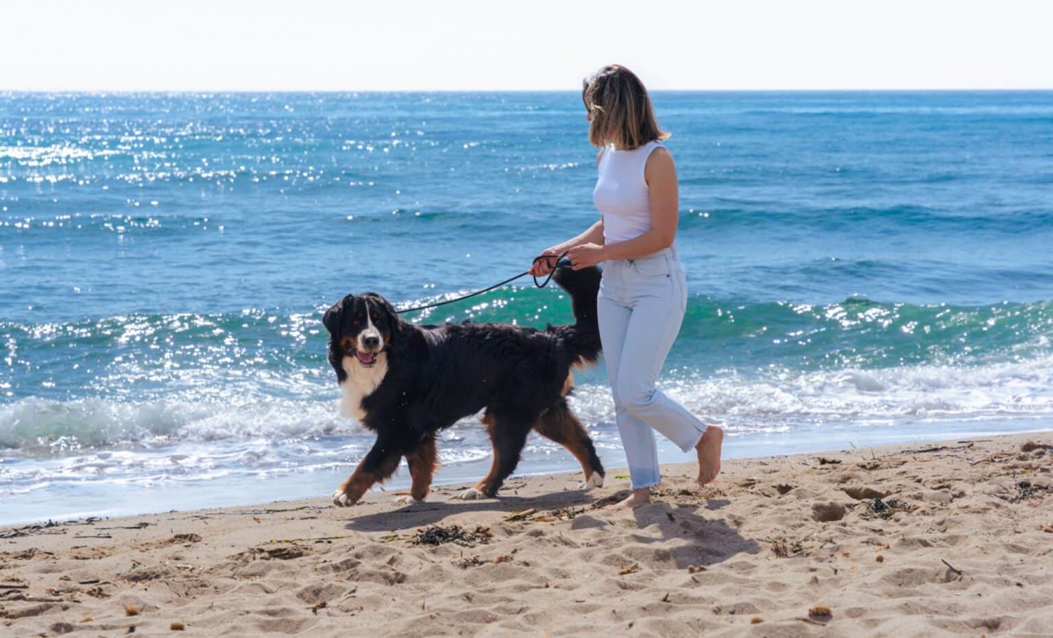 New Dog Walking Rules Spark £1,000 Fine Warning across the UK