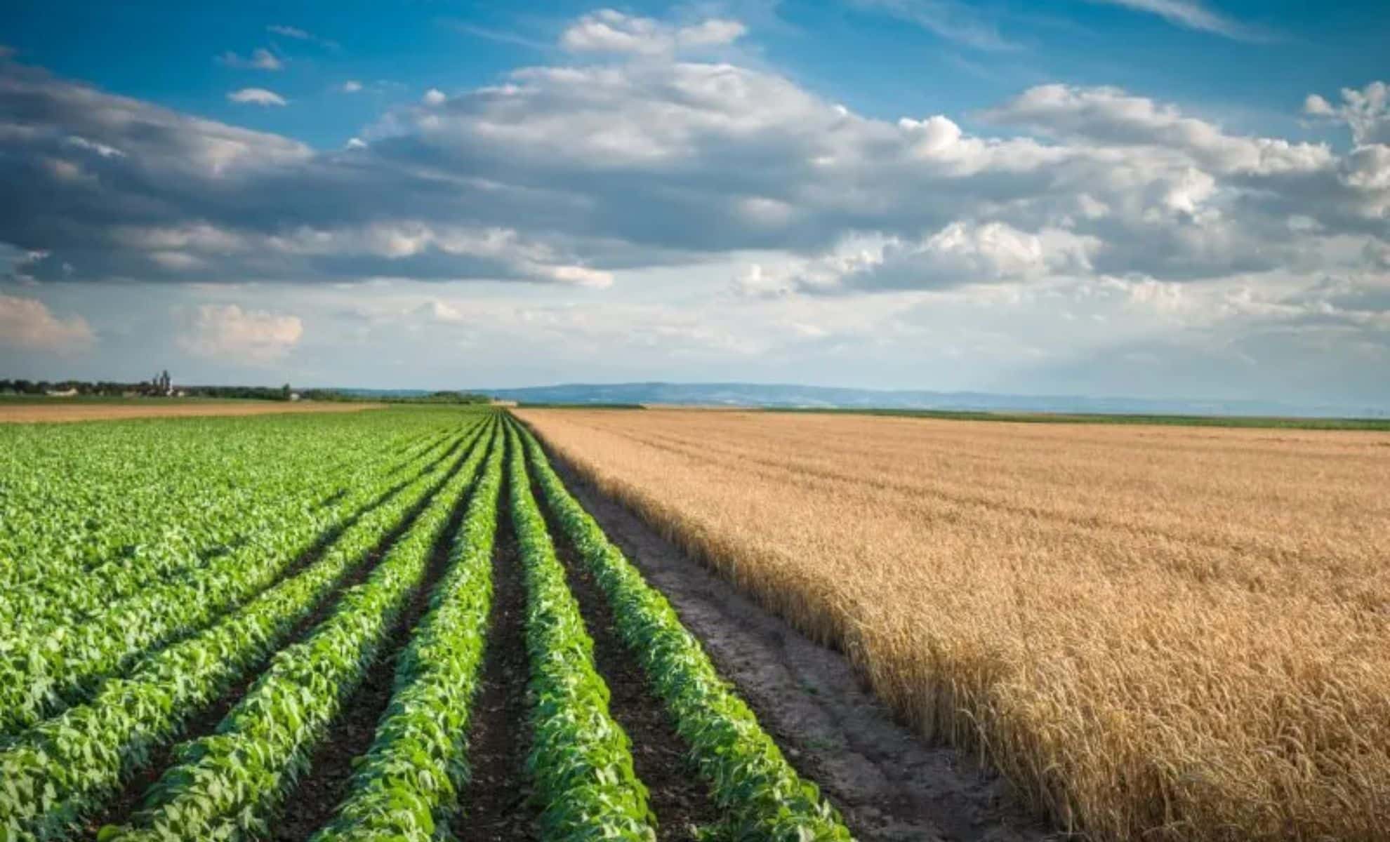 Farmers Back in Firing Line as Trump Mulls Multi-Billion-Dollar Bailout