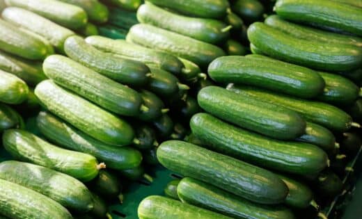 Cucumber Recall Hits 9,200 Packs Across Us Over Salmonella Fears