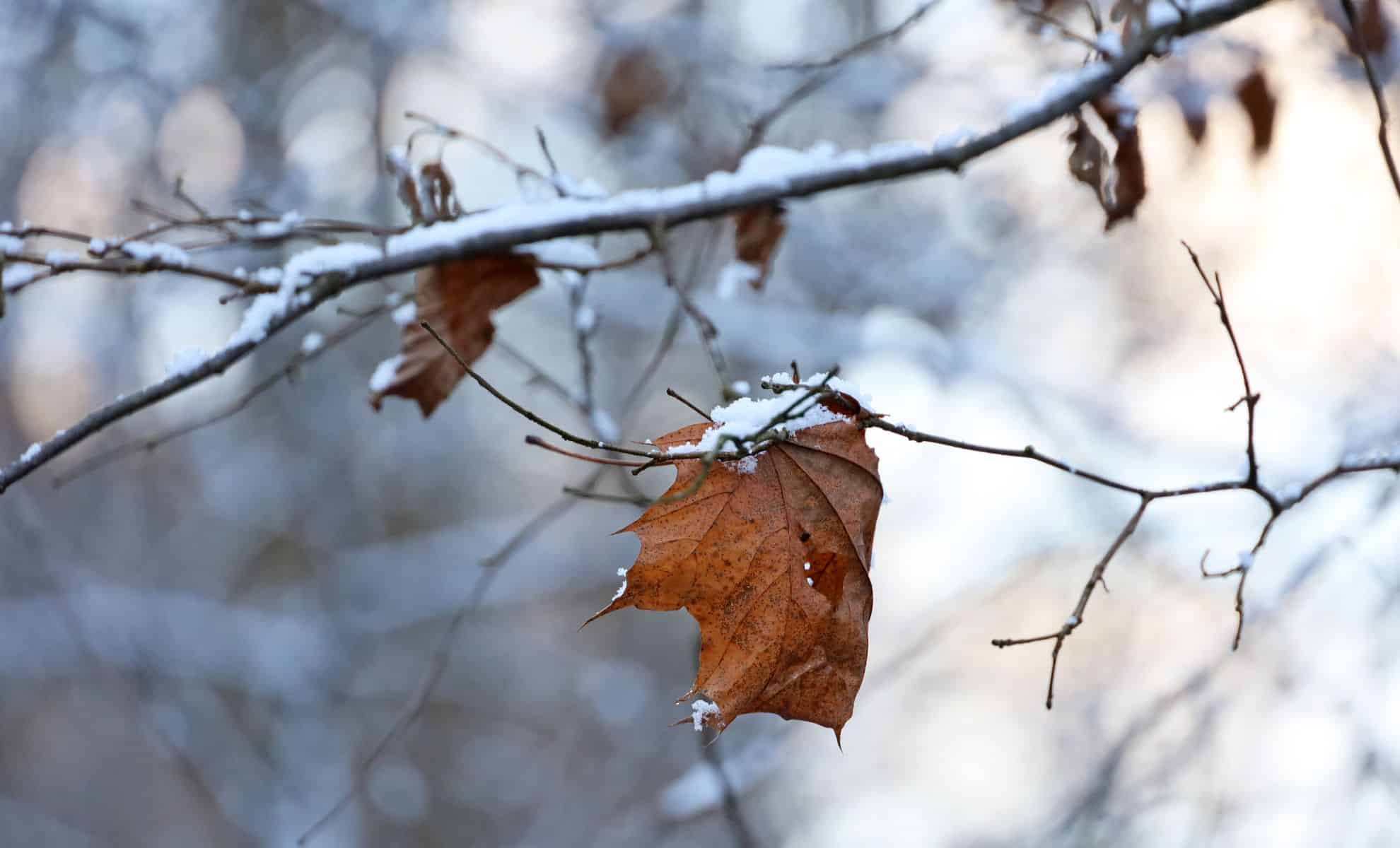 NWS Issues Rare Winter Warnings Across 5 States as Storm Turns Deadly